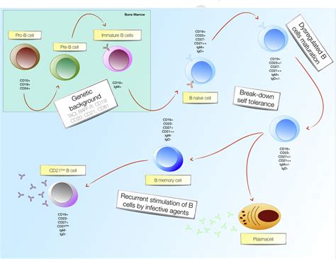 Figure 1 From Autoimmunity And Infection In Common Variable
