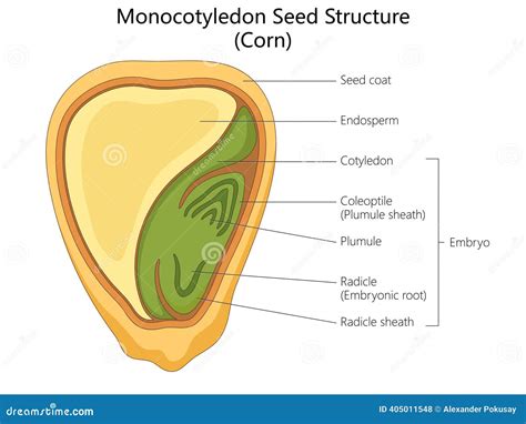 Structure Of Corn Seed