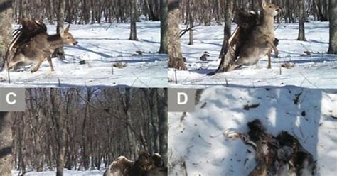Golden Eagle Attacking A Young Sika Deer At Lazovskii State Nature
