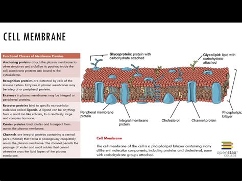 Understanding The Cellular Level Of Organization A Comprehensive