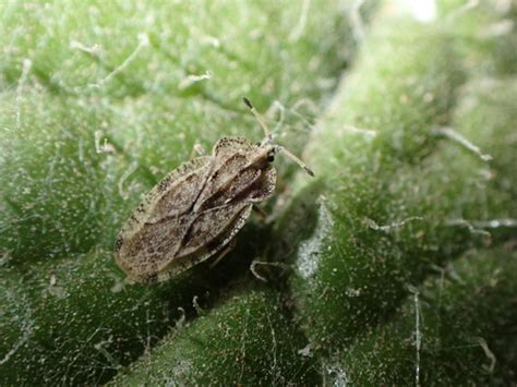 Tingis Maderensis · Inaturalist