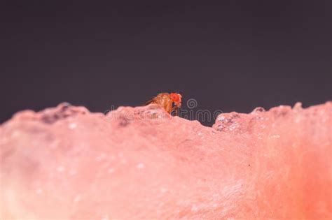 Adult Small Planthopper Insect Stock Image Image Of Detail Invertebrate 255484551