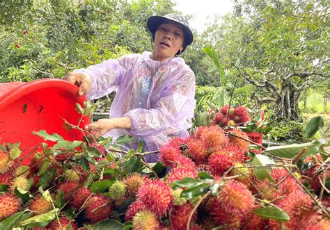 Sản Xuất Bột Từ Dịch Chiết Vỏ Chôm Chôm Bằng Phương Pháp Sấy Bọt Xốp Tạp Chí Tia Sáng