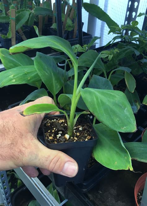 Tall Namwah Aka Pisang Awak Cold Hardy Live Banana Plant Gros Michel
