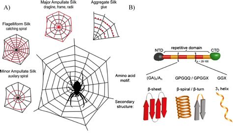 Fiber Processing Of Recombinant Spider Silk Proteins Michel 2025