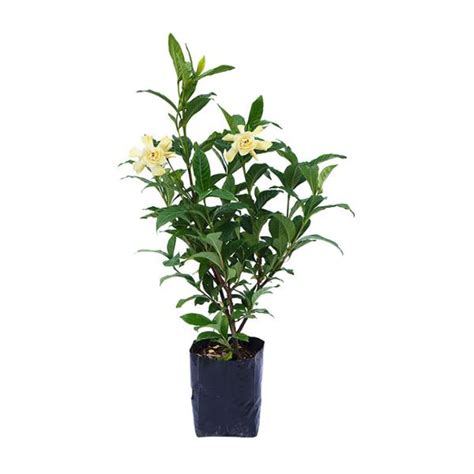 Gardenia Natural De 60 Cm The Home Depot México