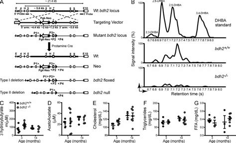 Derivation Of Bdh2 Knockout Mice A Schematic Representation Of The