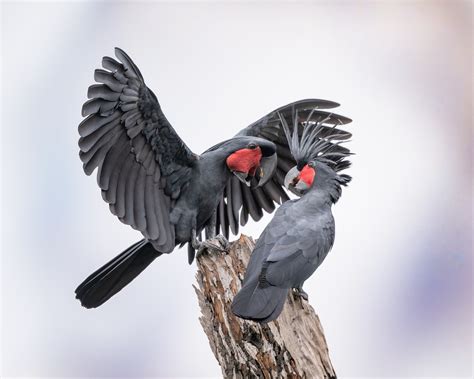 A Displaying Male Palm Cockatoo Gets A Look Over From An Interested