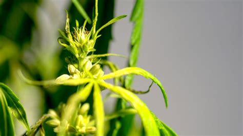 How To Detect And Prevent Hermaphrodite Cannabis Plants