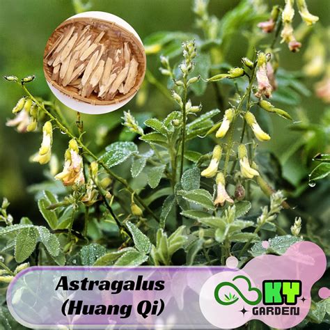 Astragalus Huang Qi Seeds Uses Drought Tolerant Attracts