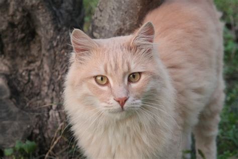 60 Norwegian Forest Cat Colors And Patterns With Info And Pictures With