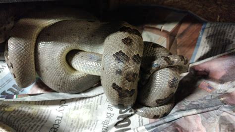 Chilabothrus Chrysogaster West Indian Boas