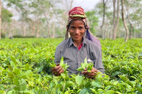 What Is Assam Tea A Guide To This Iconic Brew Organic India