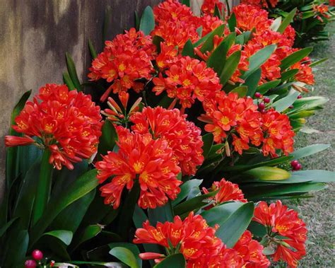 Clivia Plants For Sale