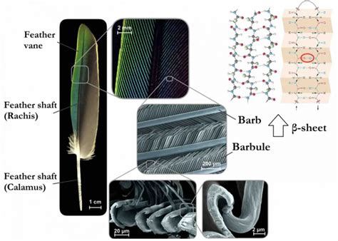 The Secret Of Bird Feathers What S A Feather Look Like Under A