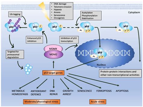 The Undervalued Avenue To Reinstate Tumor Suppressor Functionality Of