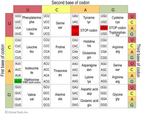 Codon Chart Labeled At Brock Moore Blog