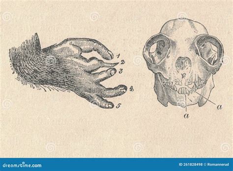 Antique Engraved Illustration Of A Prosimians Leg And Cranium Vintage