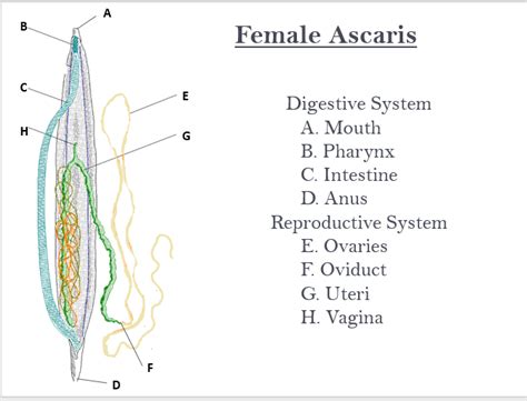 Ascaris Diagram