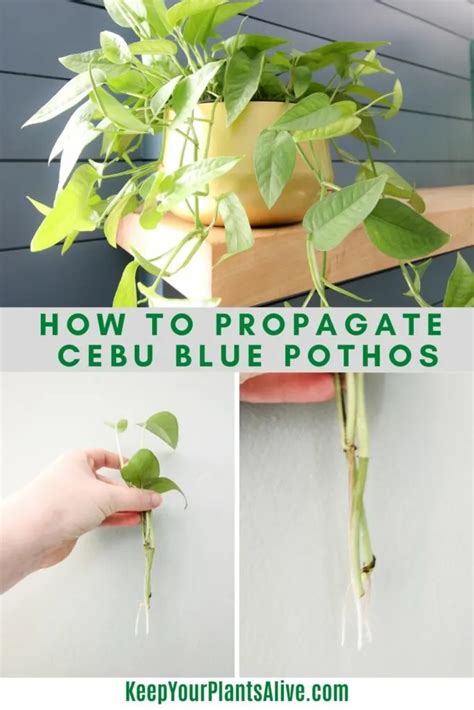 How To Propagate Cebu Blue Keep Your Plants Alive