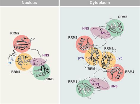Phosphorylation At The Disordered N End Makes Hur Accumulate And