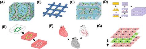 Overview Of Tissue Engineering Constructs Endothelial Cells Download Scientific Diagram