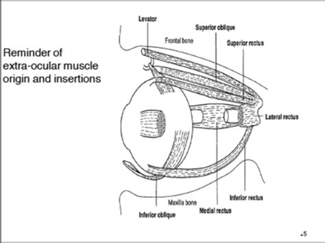 Compensatory Head Postures And Alphabet Patterns Opt503 Flashcards