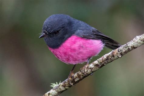 Pink Robin Australian Birds Beautiful Birds Bird