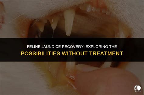 Feline Jaundice Recovery Exploring The Possibilities Without Treatment