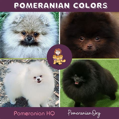 What Does A Pomeranian Look Like Pomeranian Headquarters