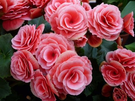 How To Care For Tuberous Begonias Dengarden