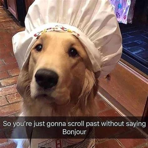 Funny Golden Retriever Memes