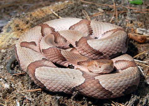Download Copperhead Snake Meandering Across Rocks