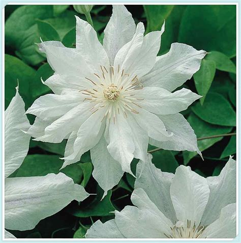 Clematis Rhizome Long Flowering Timehealthyclematis Bulbs Long