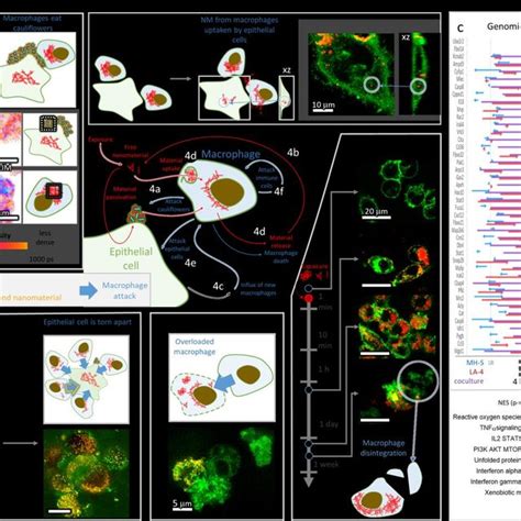 The Cycle Of Uptake Passivation And Release In Nanomaterial Exposed
