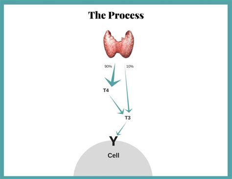 Bloating Indigestion Constipation And Thyroid