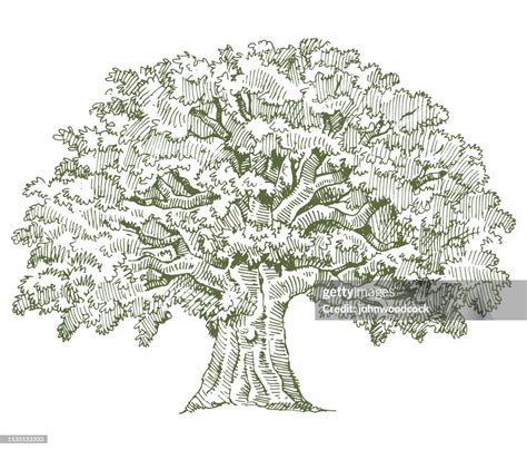 Mono Tree Doodle Illustration High Res Vector Graphic Getty Images