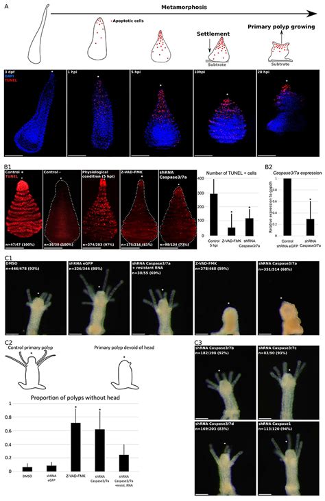 Apoptosis Dependent Head Development During Metamorphosis Of The