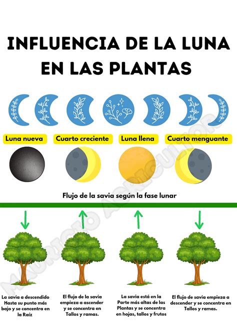 Fases De La Luna Para Niños Luna Para Niños Explicación Fases