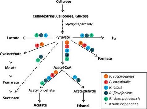 Full Article Cellulolytic Bacteria In The Large Intestine Of Mammals