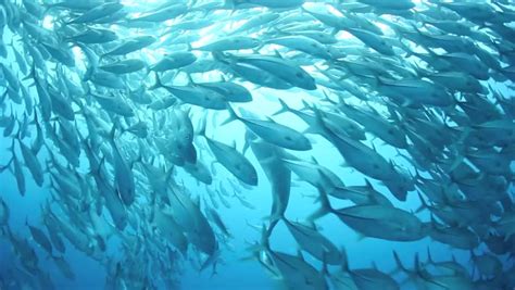 A School Of Bigeye Jacks Stock Footage Video 100 Royalty Free