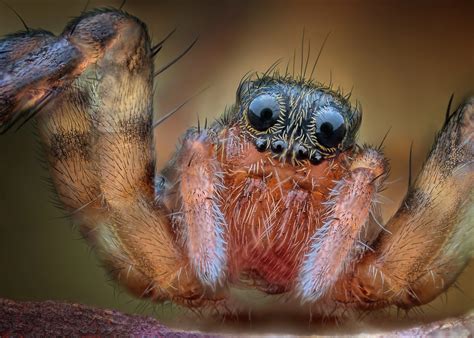 How Many Eyes Does A Tarantula Spider Have