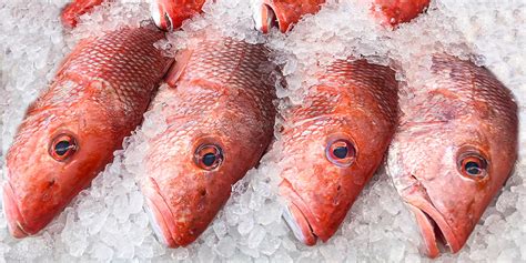 Your Essential Guide To Snapper What Kind Of Fish Is Snapper