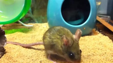The Trials Of The Preble Jumping Mouse
