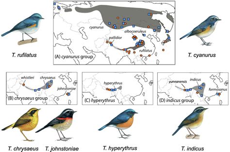 Genetics Suggest Two New Species Of Bush Robin Birdguides