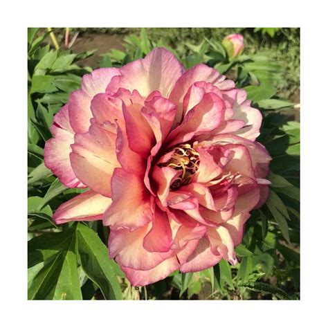 Bijūnai — Emedelynaslt