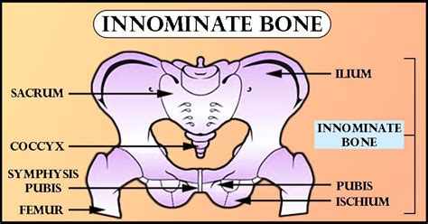 Innominate Isa A Nerveb An Arteryc A Veind Part Of The Skeleton