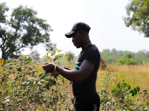 2023 En Côte Divoire Une Année Catastrophique Pour Le Coton Ravagée