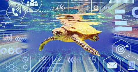 Green Coding Für Webseiten Beispiele Co₂ Impact