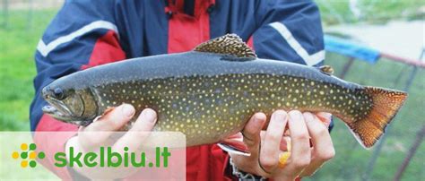 Amerikinės Palijos žuvų Mailius Skelbiult